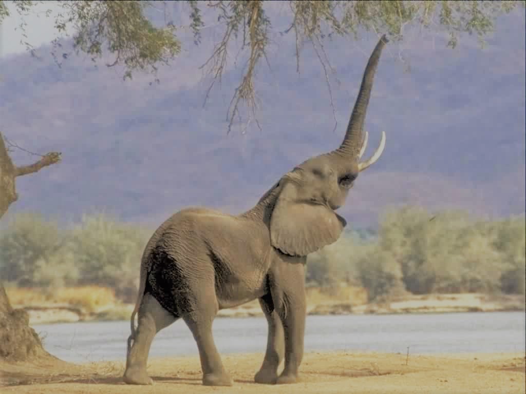 ELEPHANTS, SHEEP & SHEPHERDS – Homily on the Spot